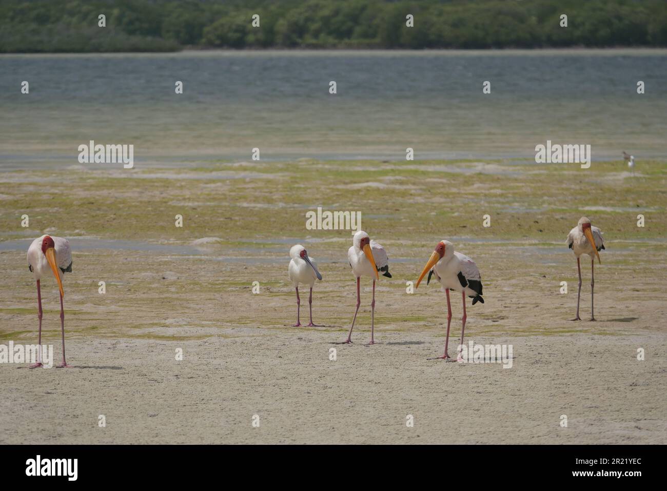 Spoonbill hiding amidst yellow-billed storks at Mida Creek Stock Photo ...