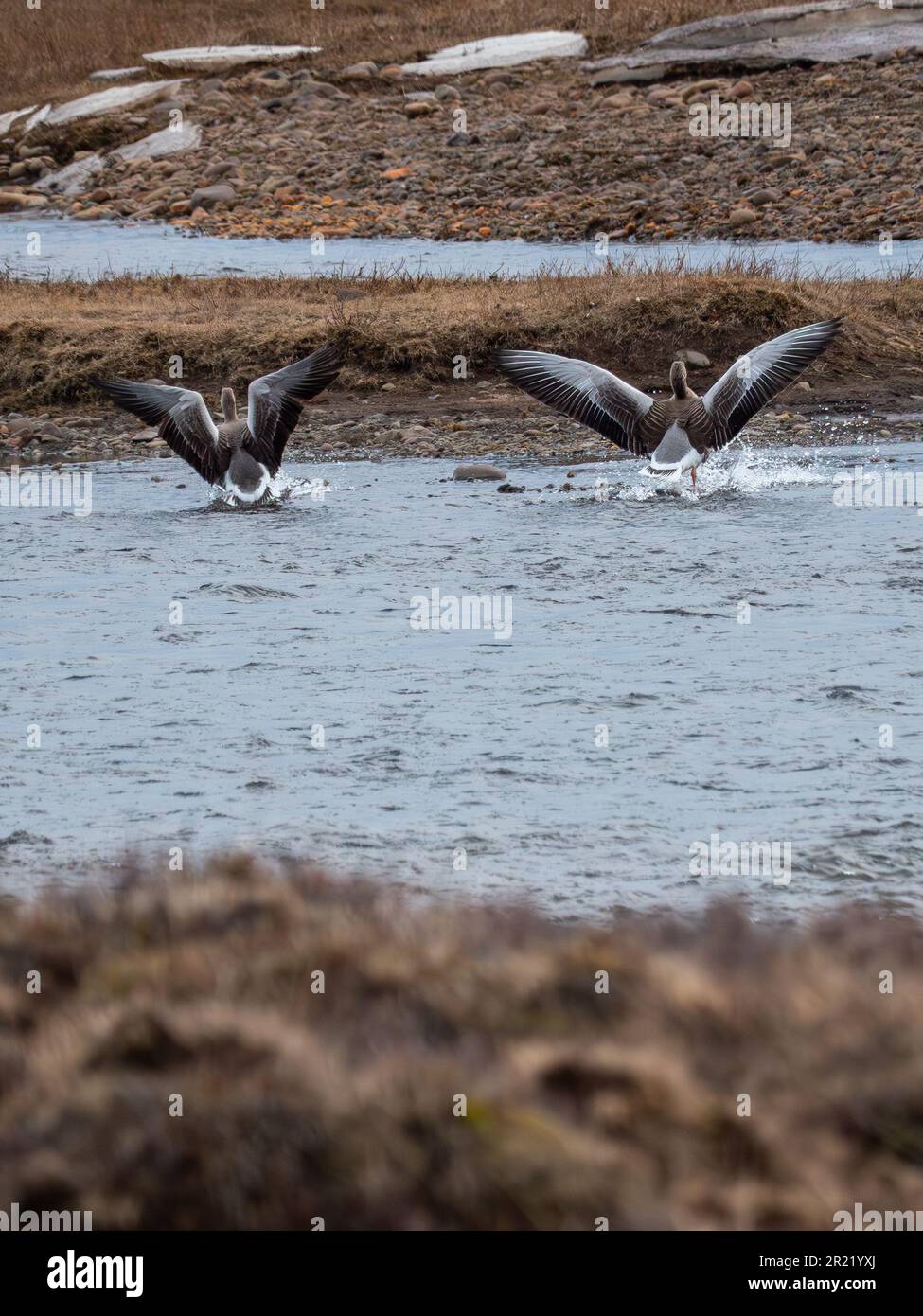 The two geese gracefully in a body of water with wings spread wide ...