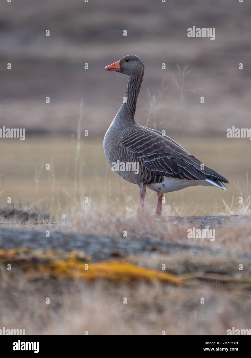 A large gray goose with orange beak standing in the grass Stock Photo ...