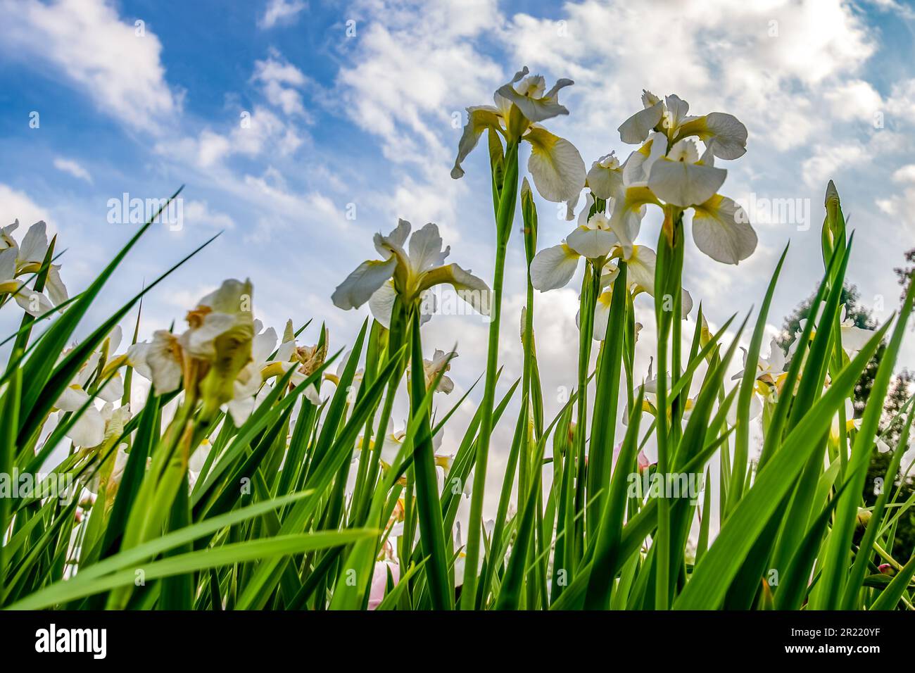 White iris hi-res stock photography and images - Alamy