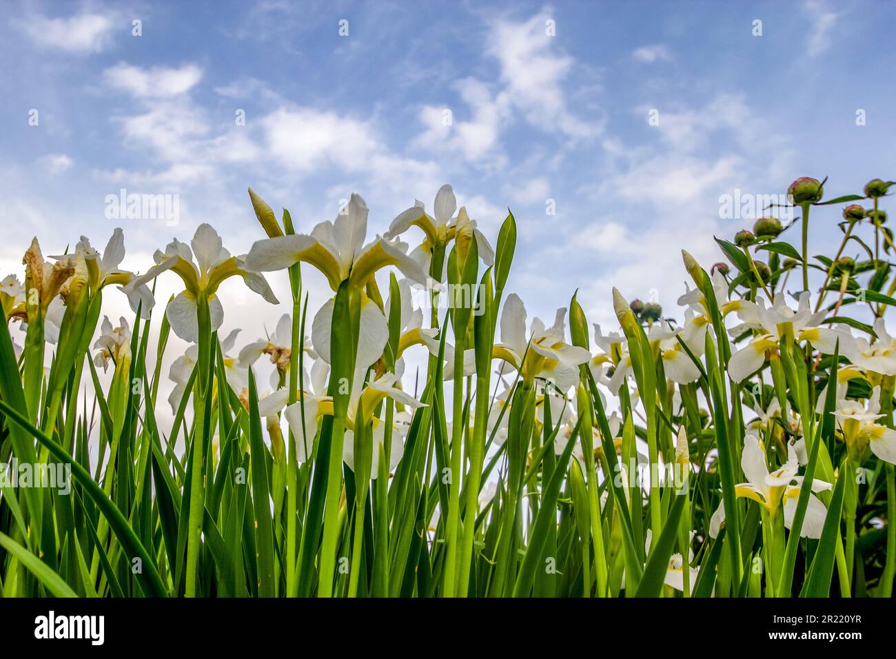 White iris hi-res stock photography and images - Alamy