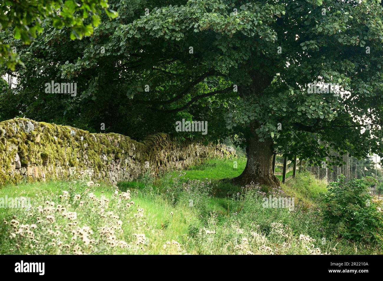 Idyllic landscape of a flower and maple meadow with an old stone wall ...