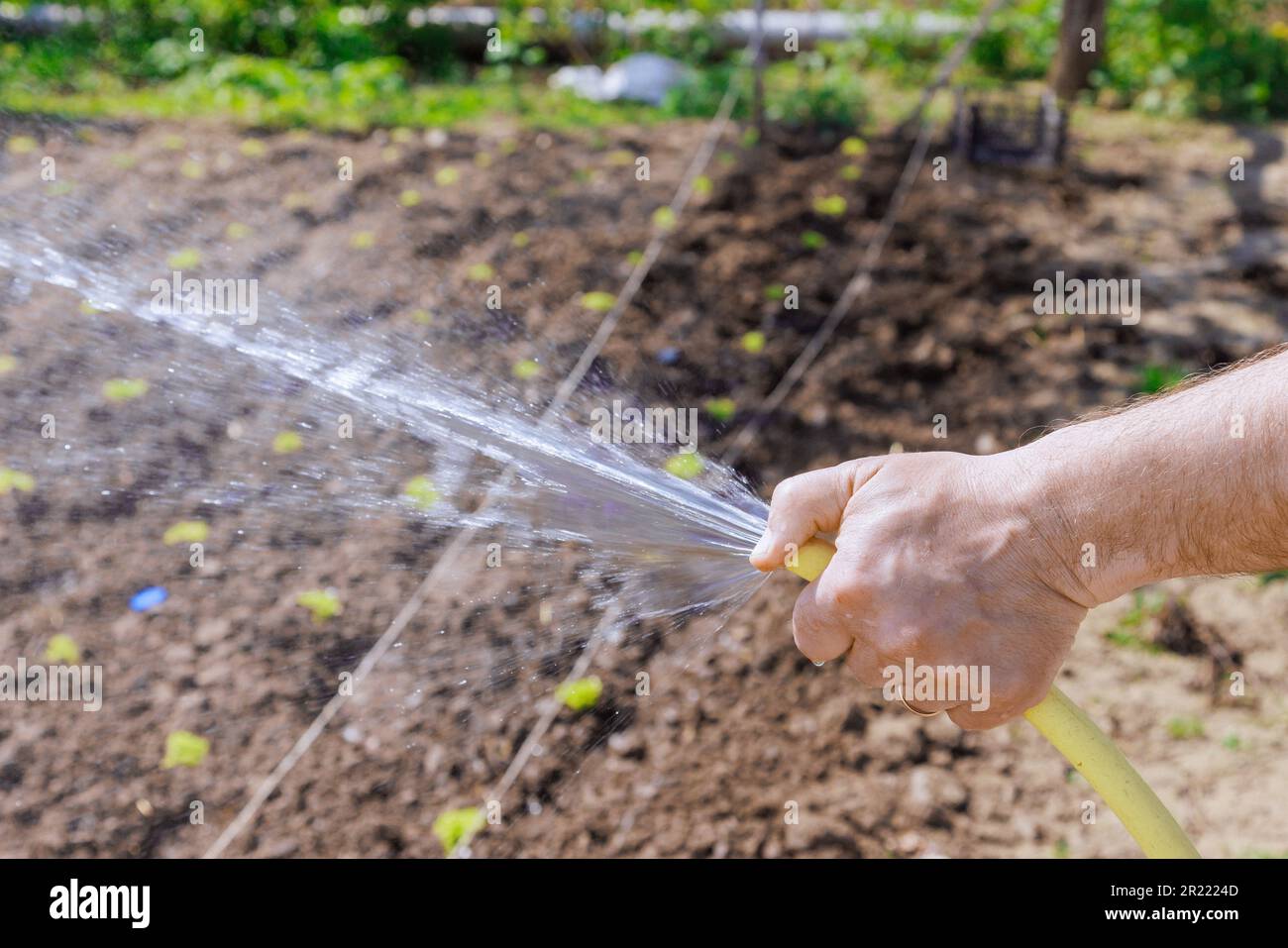 Farmer watering to fertile soil in garden an hose spraying water Stock ...