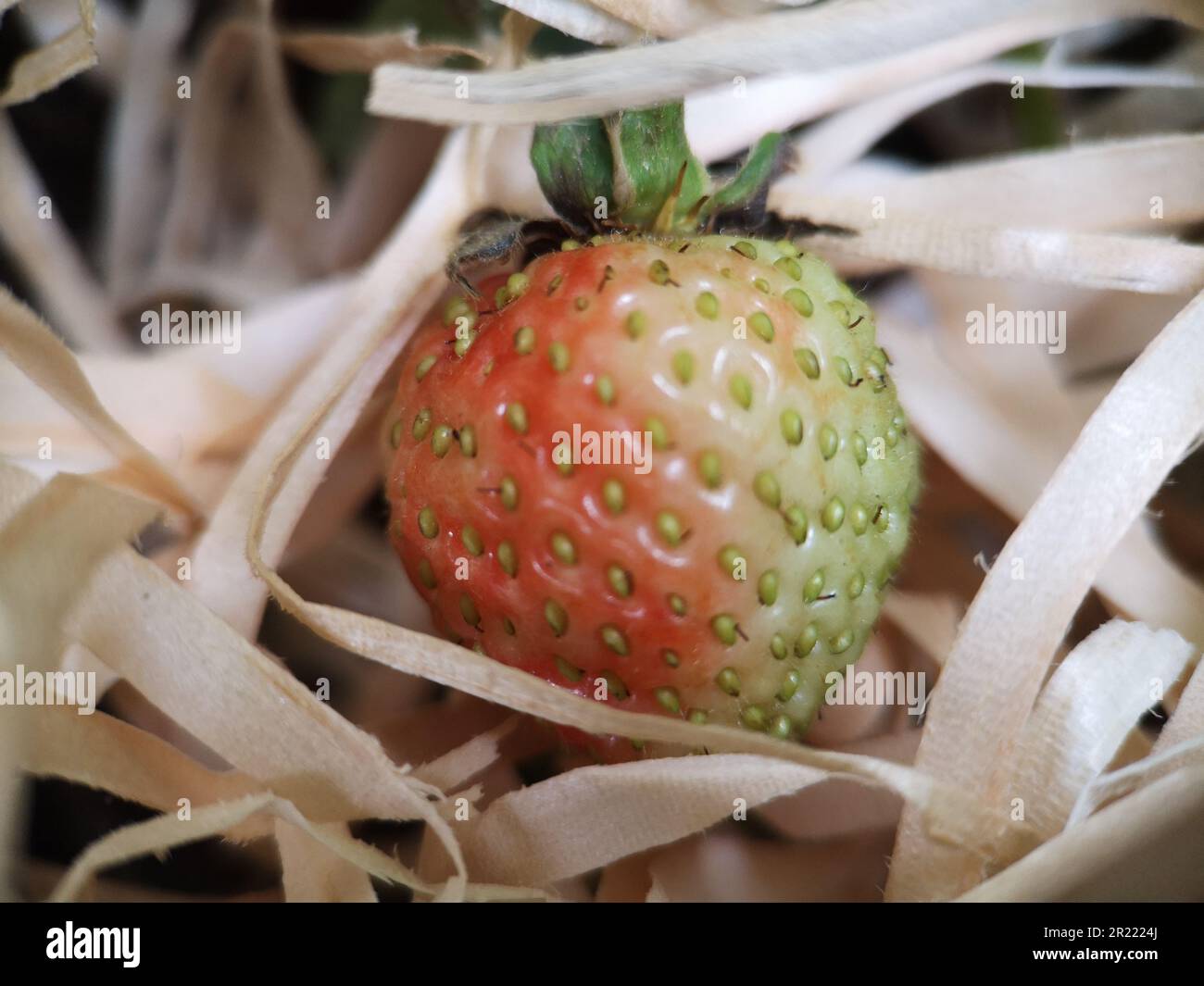 A closeup image of an unripe strawberry, showcasing its vibrant red ...