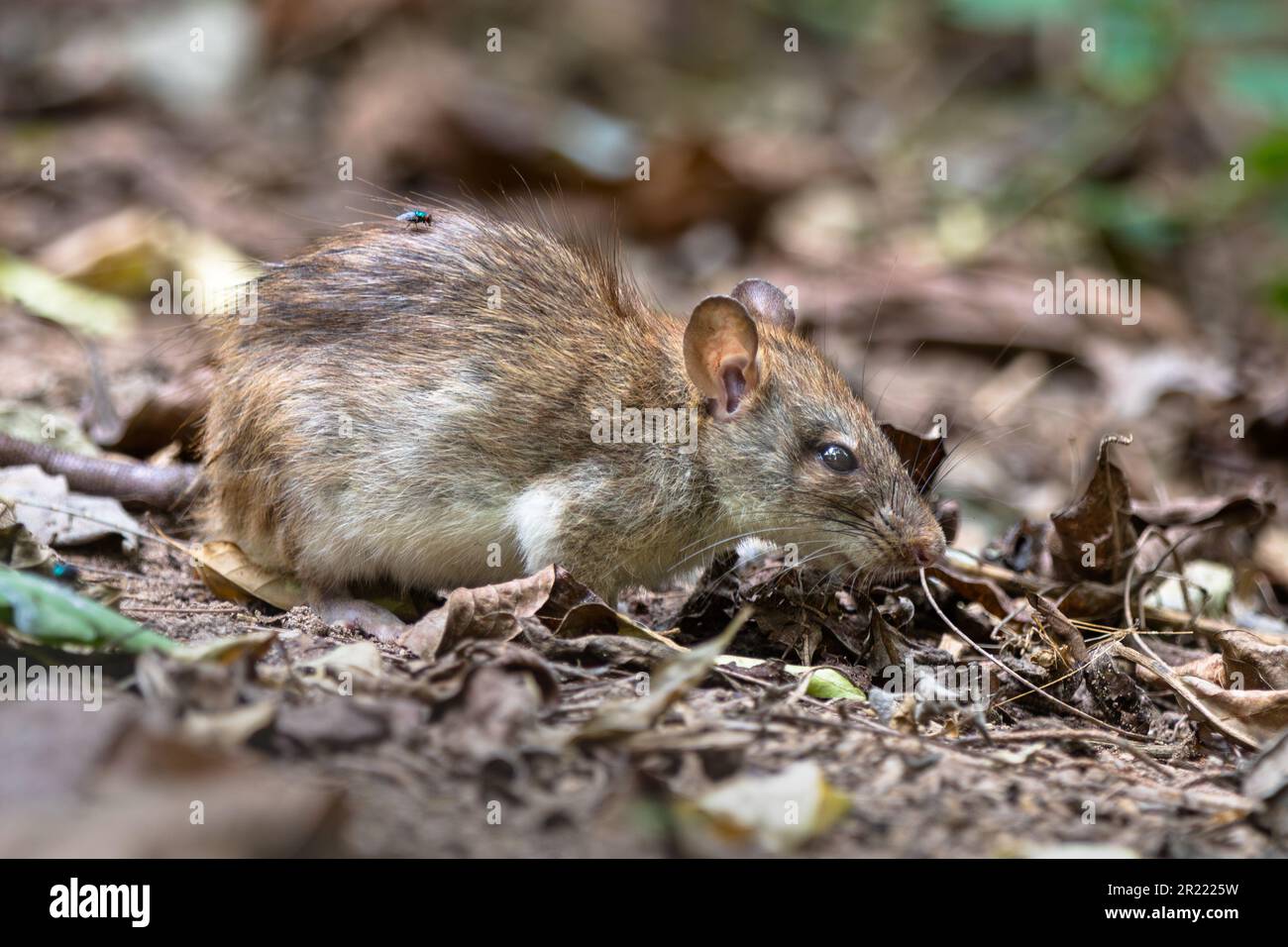 A Norway rat, also known as a common rat, scuttles in a forest in ...