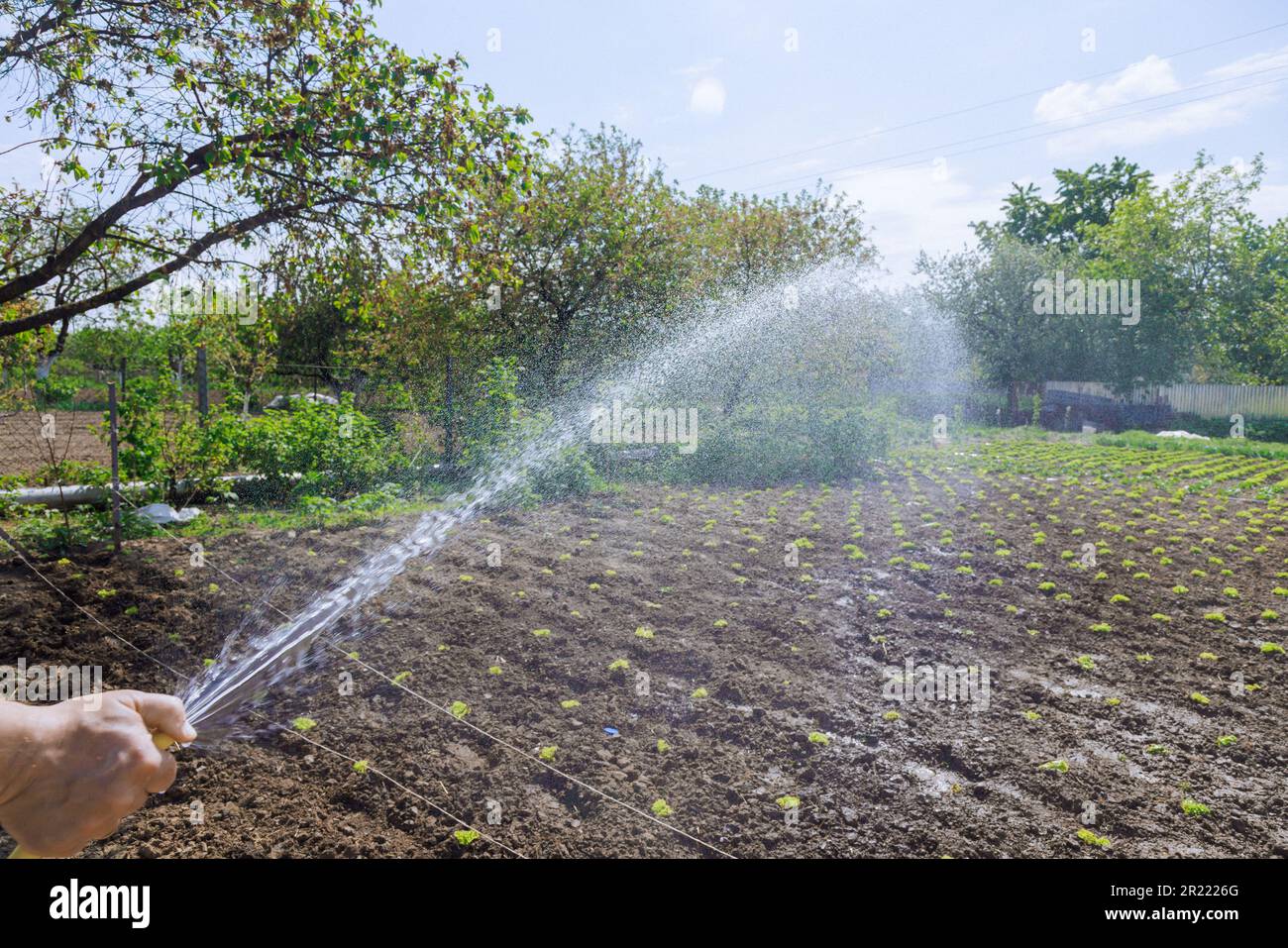 Farmer understands importance of watering garden to keep soil fertile ...