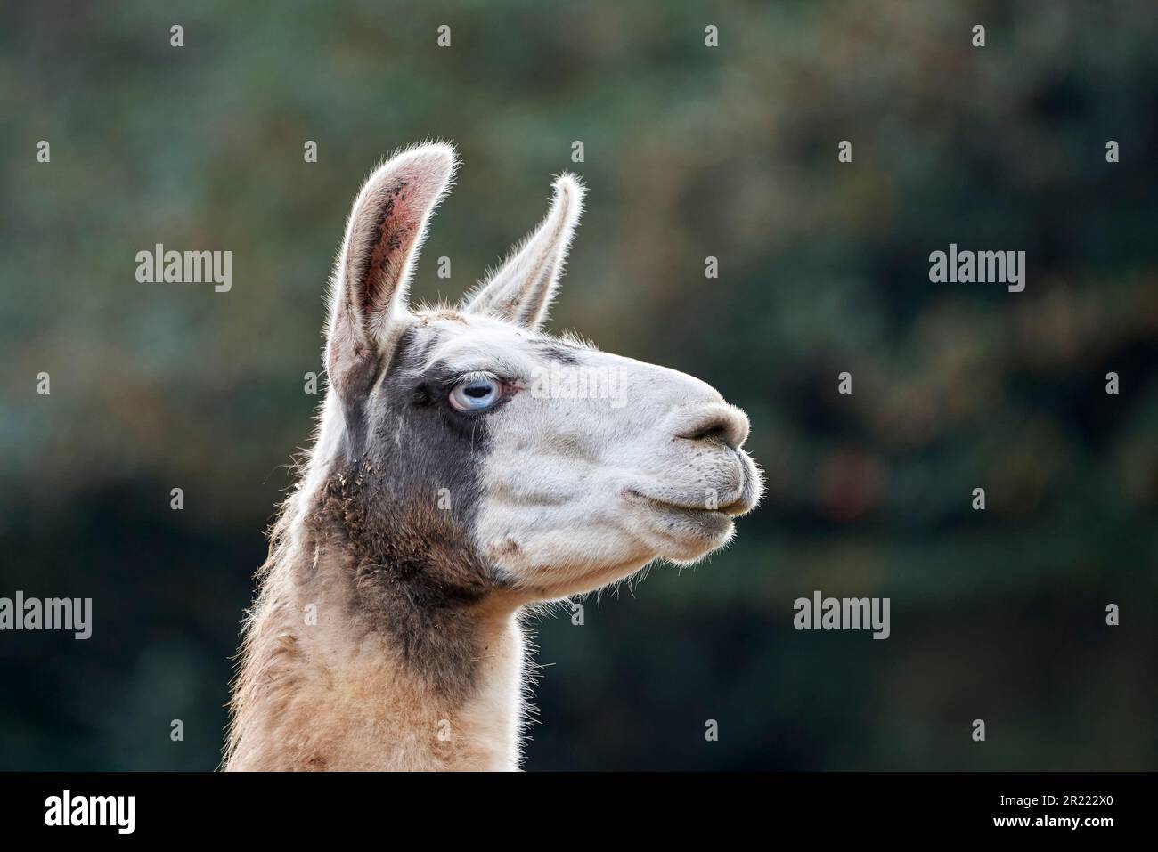 A closeup shot of a black and white llama's head isolated against a ...
