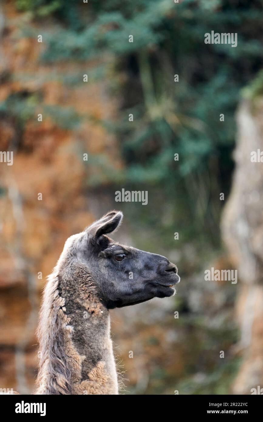 A dark brown llama's head isolated against a blurry background Stock ...