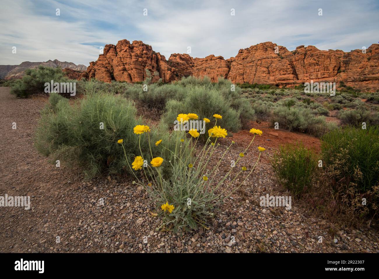 Early wildflowers in Snow Canyon State Park, Utah, USA. Snow Canyon ...