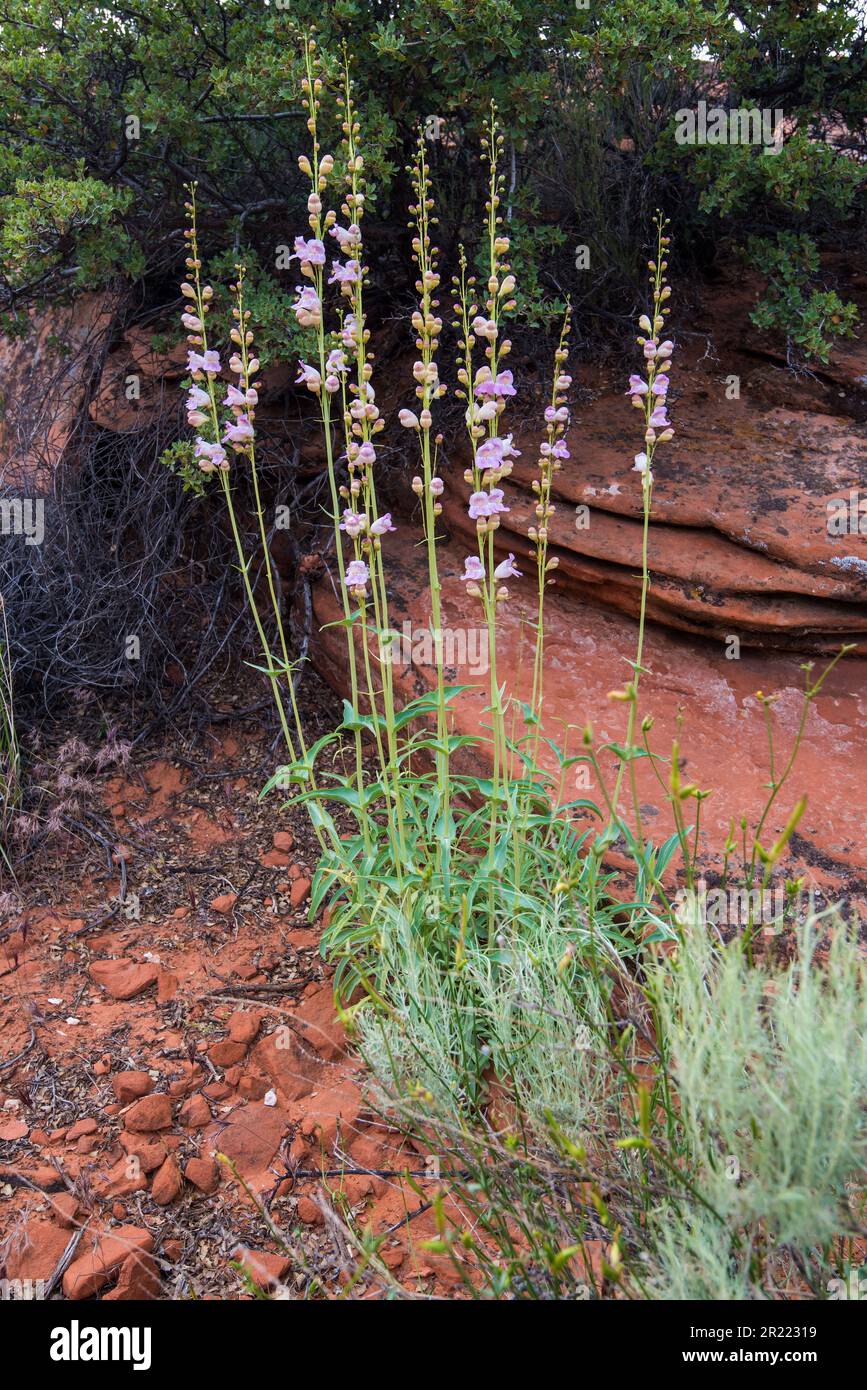 Early wildflowers in Snow Canyon State Park, Utah, USA. Snow Canyon ...