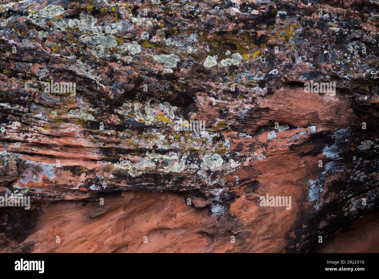 Lichen encrusted sandstone, Snow Canyon State Park, Utah, USA. Lichens ...
