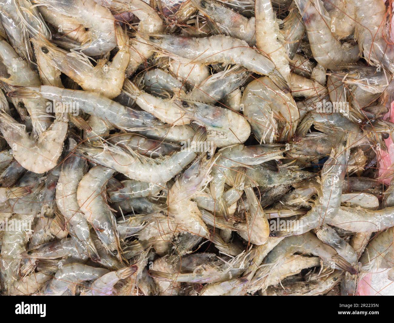 Fresh Shrimps, or prawns, on display in wet market. Seafood abstract ...