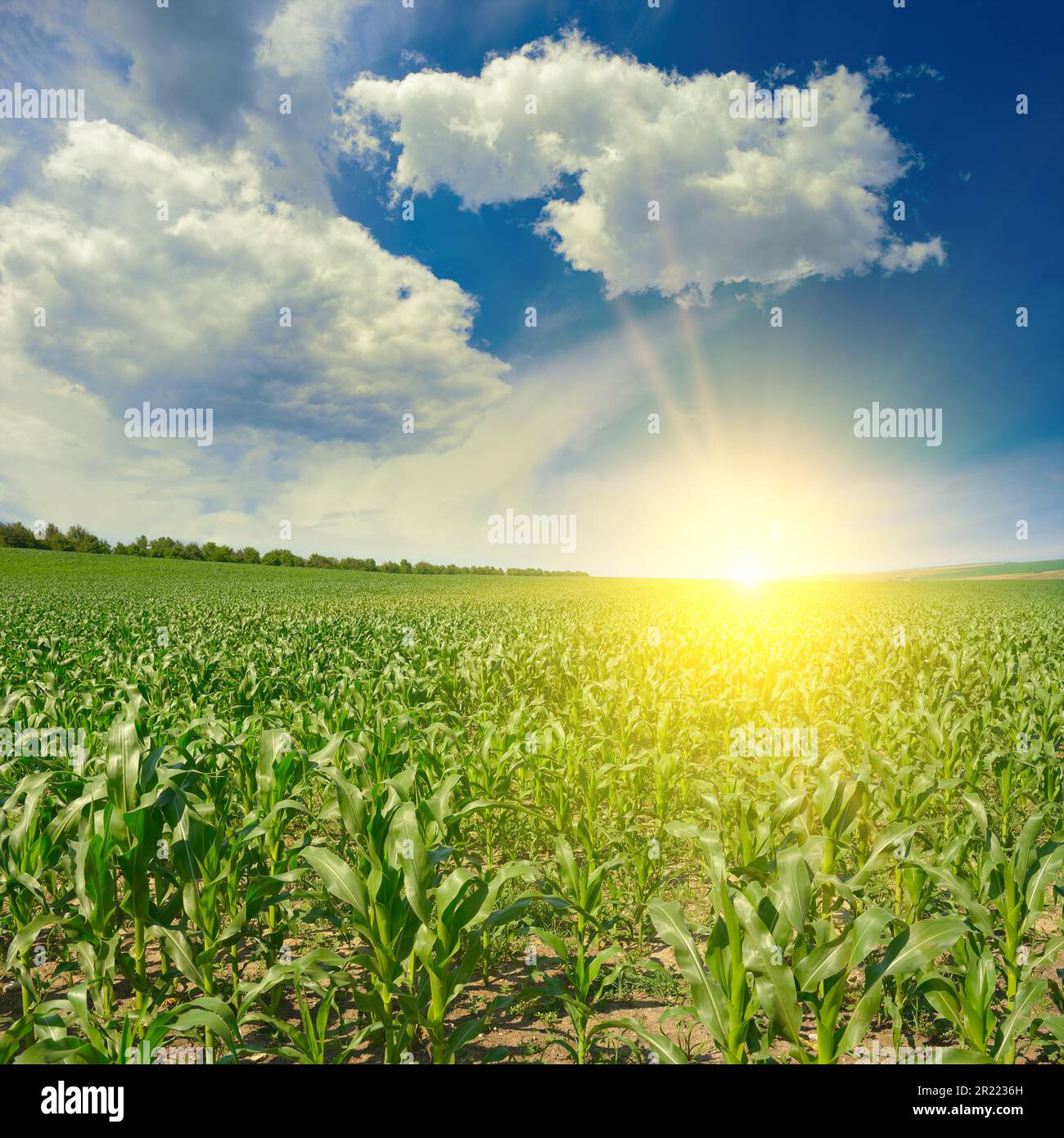Sunrise cultivated corn field hi-res stock photography and images - Alamy
