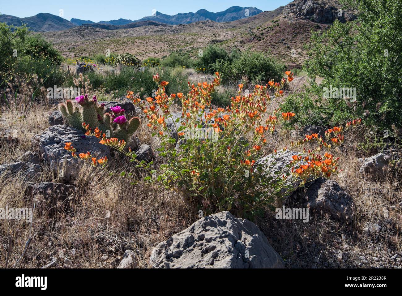 Mojave flora hi-res stock photography and images - Alamy