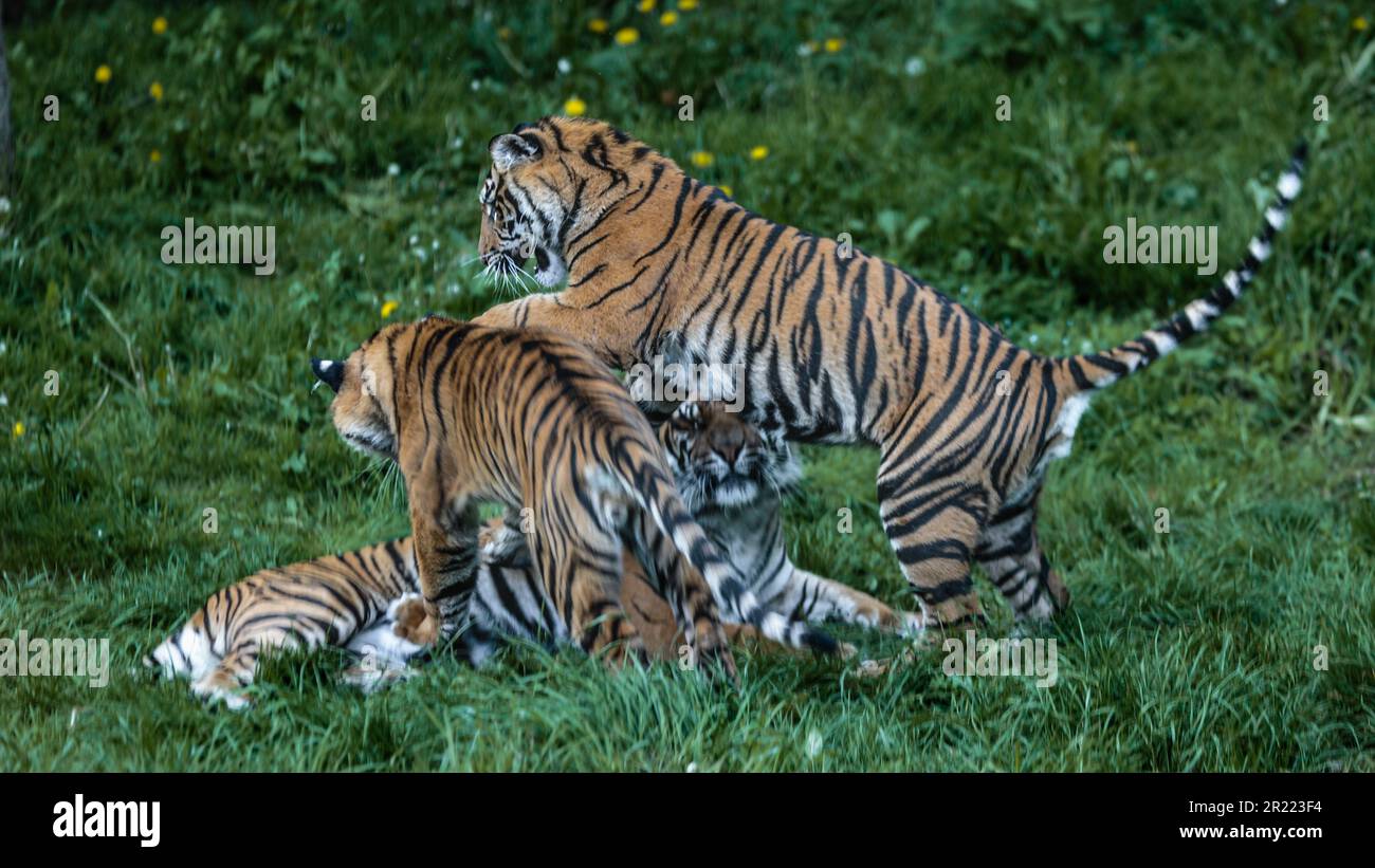Mom Gaysha, and tiger cubs Zac and Crispin play in their enclosure at ...