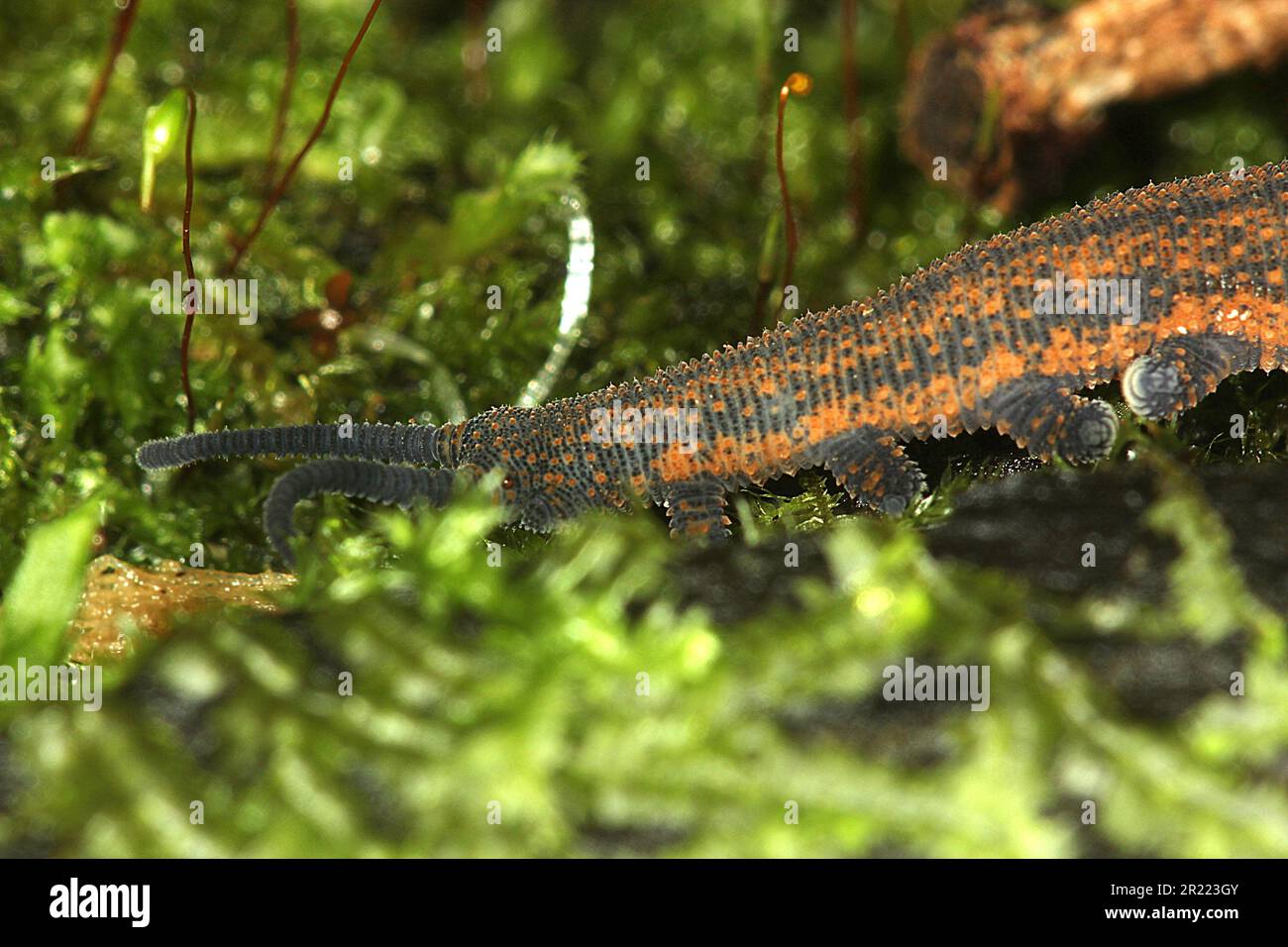 New Zealand southern velvet worm/Peripatus (Peripatoides sp Stock Photo ...