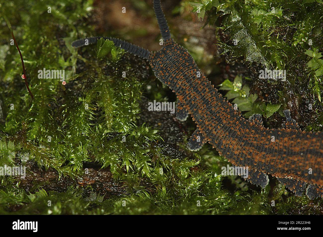 Velvet worm fossil hi-res stock photography and images - Alamy