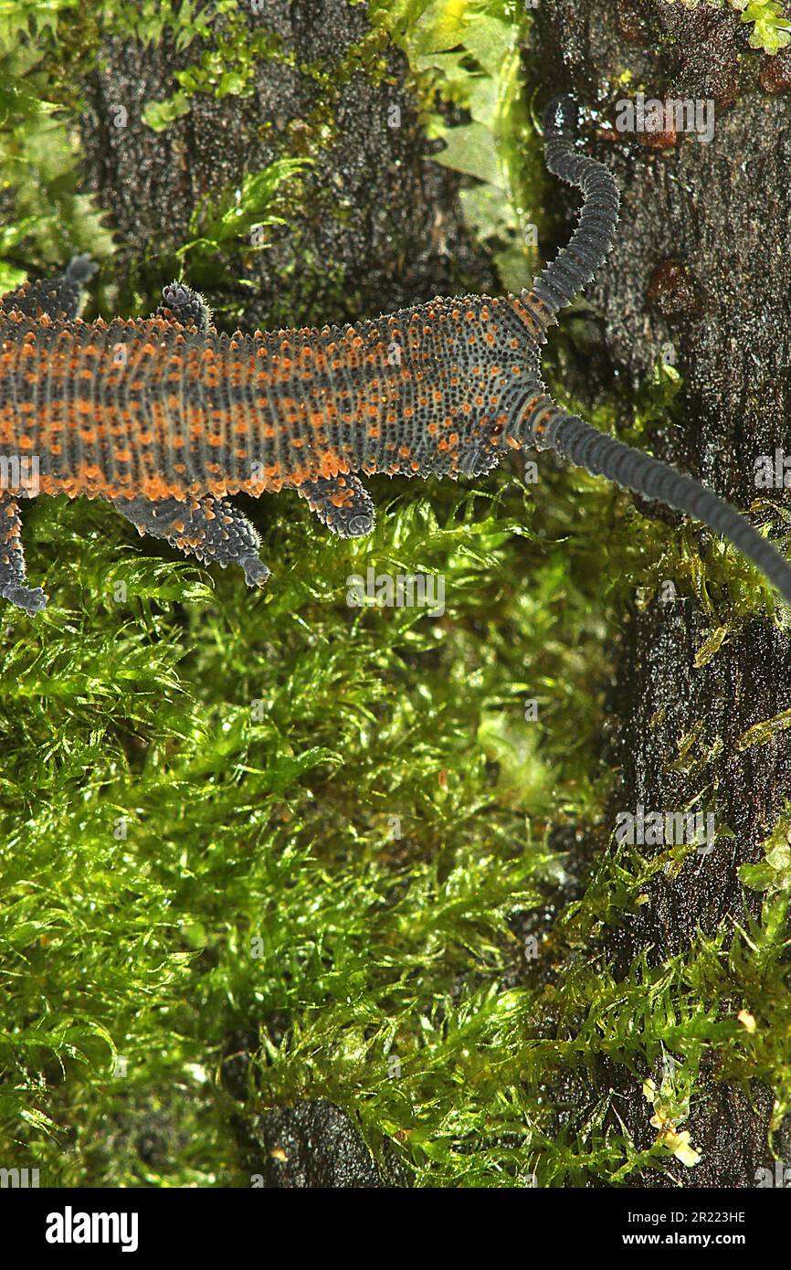 Peripatoides hi-res stock photography and images - Alamy