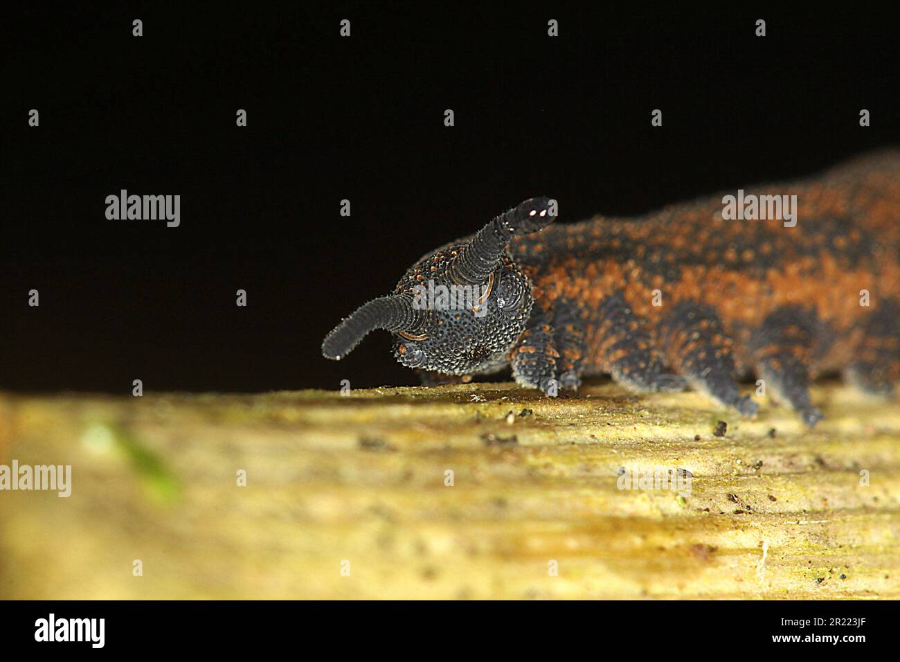 New Zealand southern velvet worm/Peripatus (Peripatoides sp Stock Photo ...