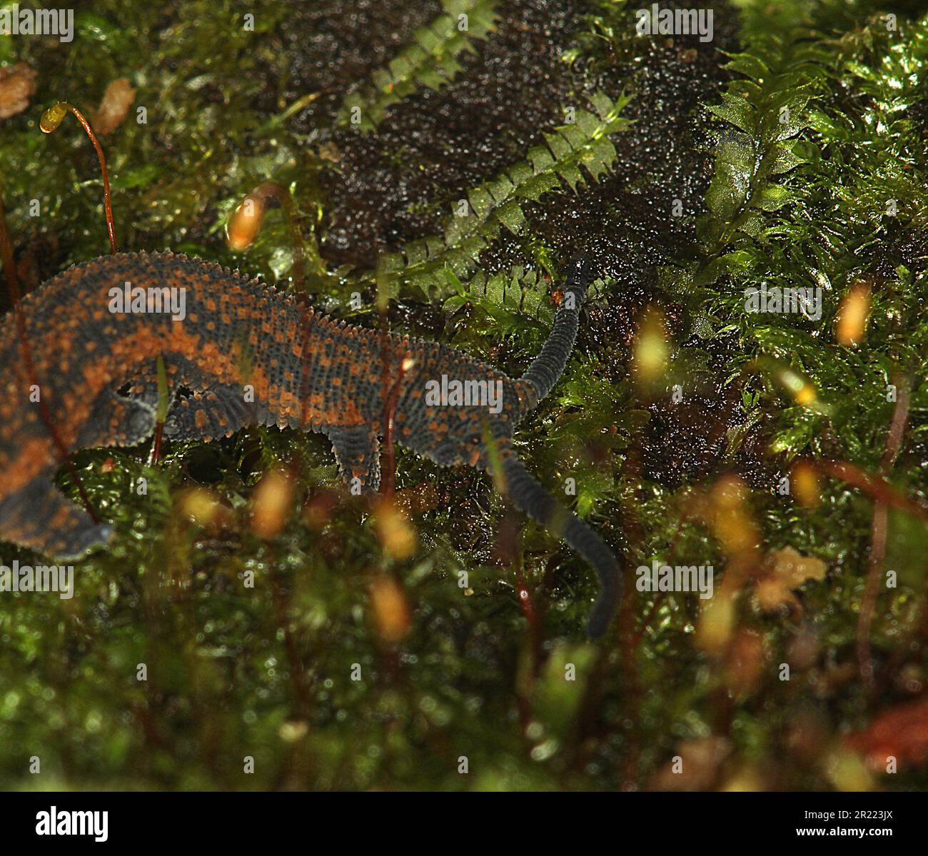 Southern velvet worm hi-res stock photography and images - Alamy