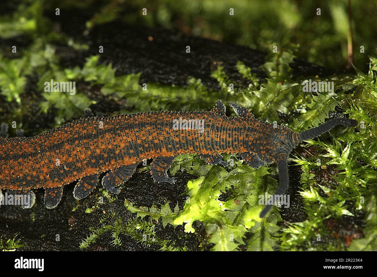 Peripatus sp hi-res stock photography and images - Alamy