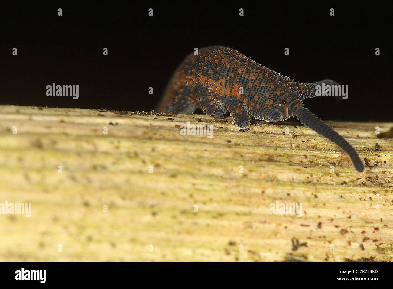 New Zealand southern velvet worm/Peripatus (Peripatoides sp Stock Photo ...