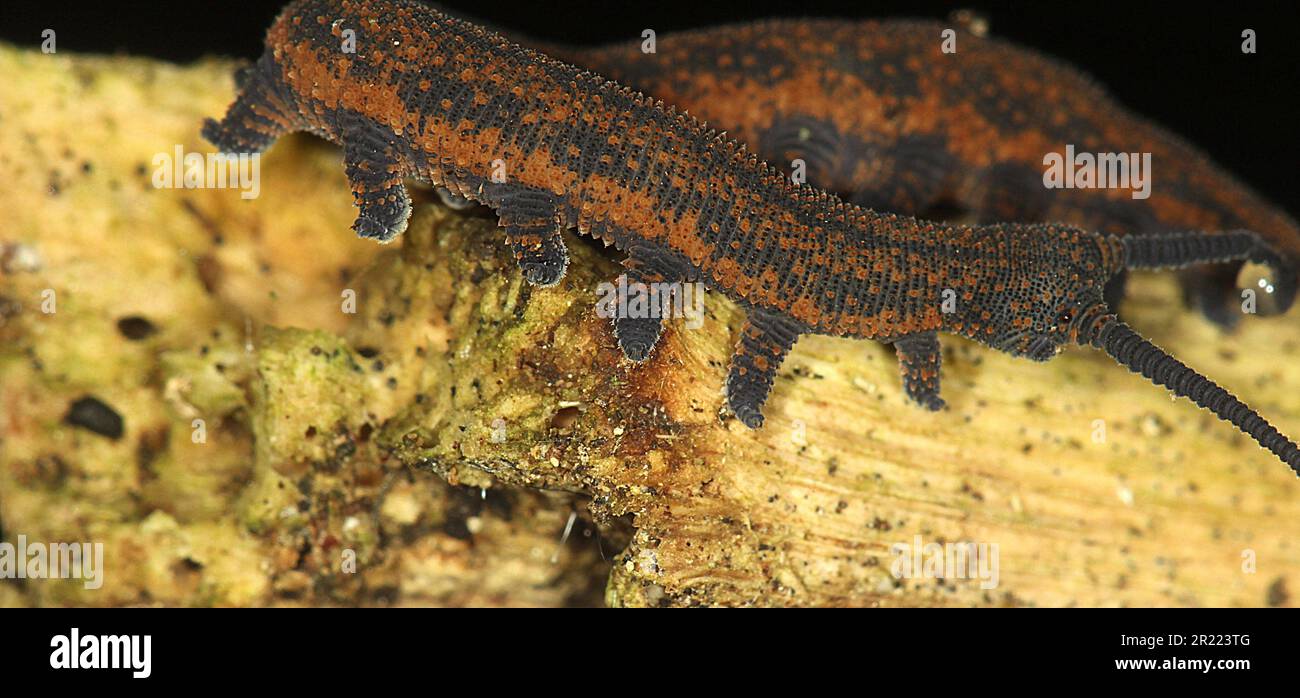 New Zealand southern velvet worm/Peripatus (Peripatoides sp Stock Photo ...