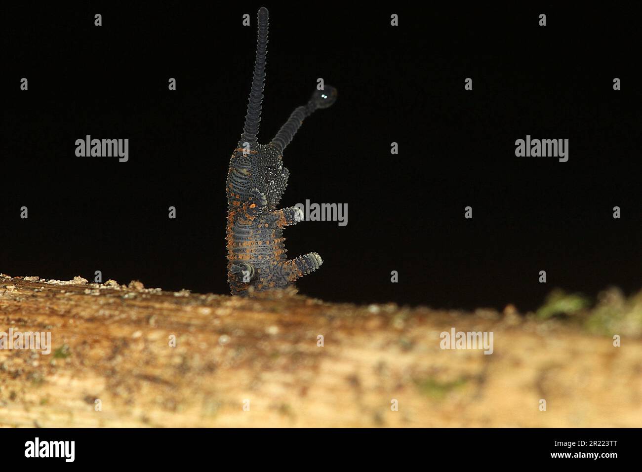 New Zealand southern velvet worm/Peripatus (Peripatoides sp Stock Photo ...