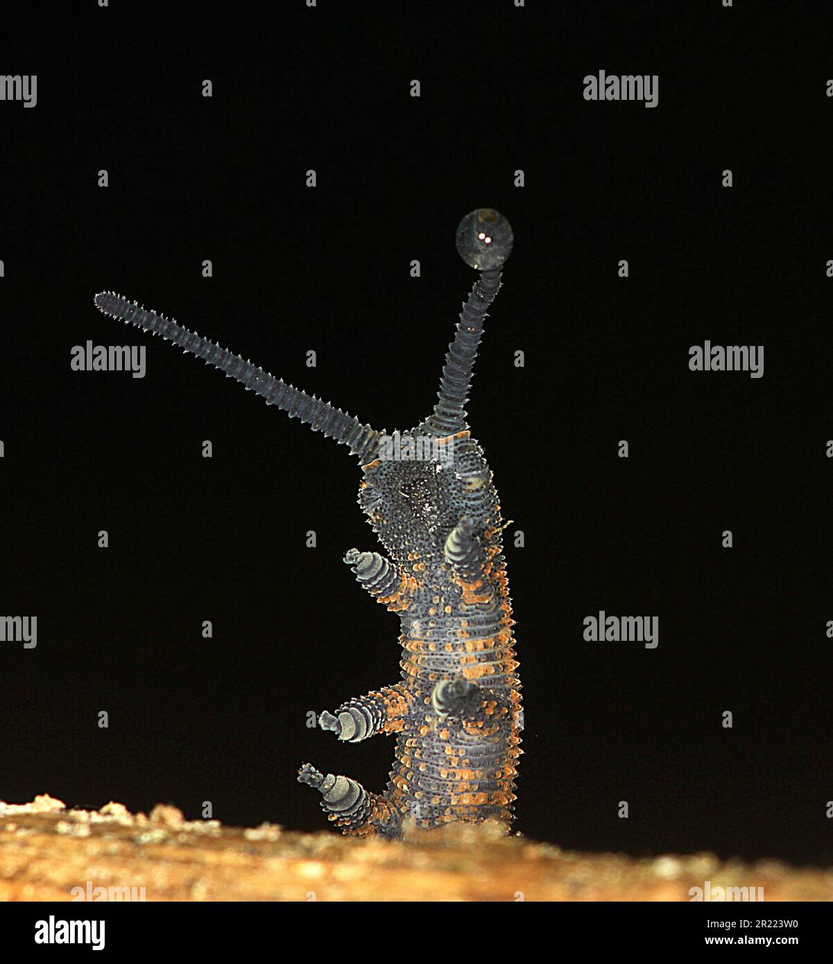 New Zealand southern velvet worm/Peripatus (Peripatoides sp Stock Photo ...