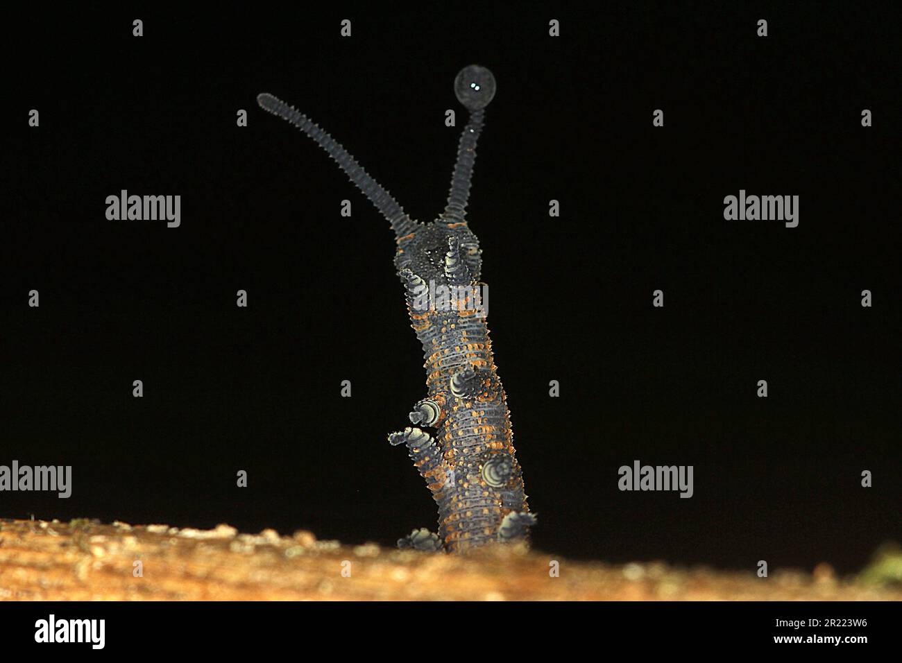 New Zealand southern velvet worm/Peripatus (Peripatoides sp Stock Photo ...