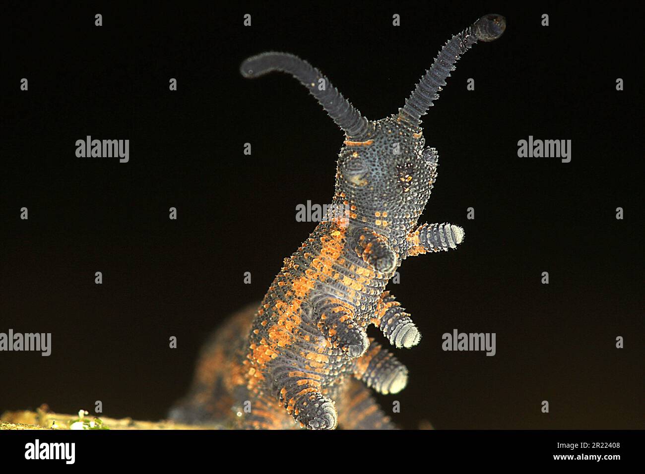 New Zealand southern velvet worm/Peripatus (Peripatoides sp Stock Photo ...