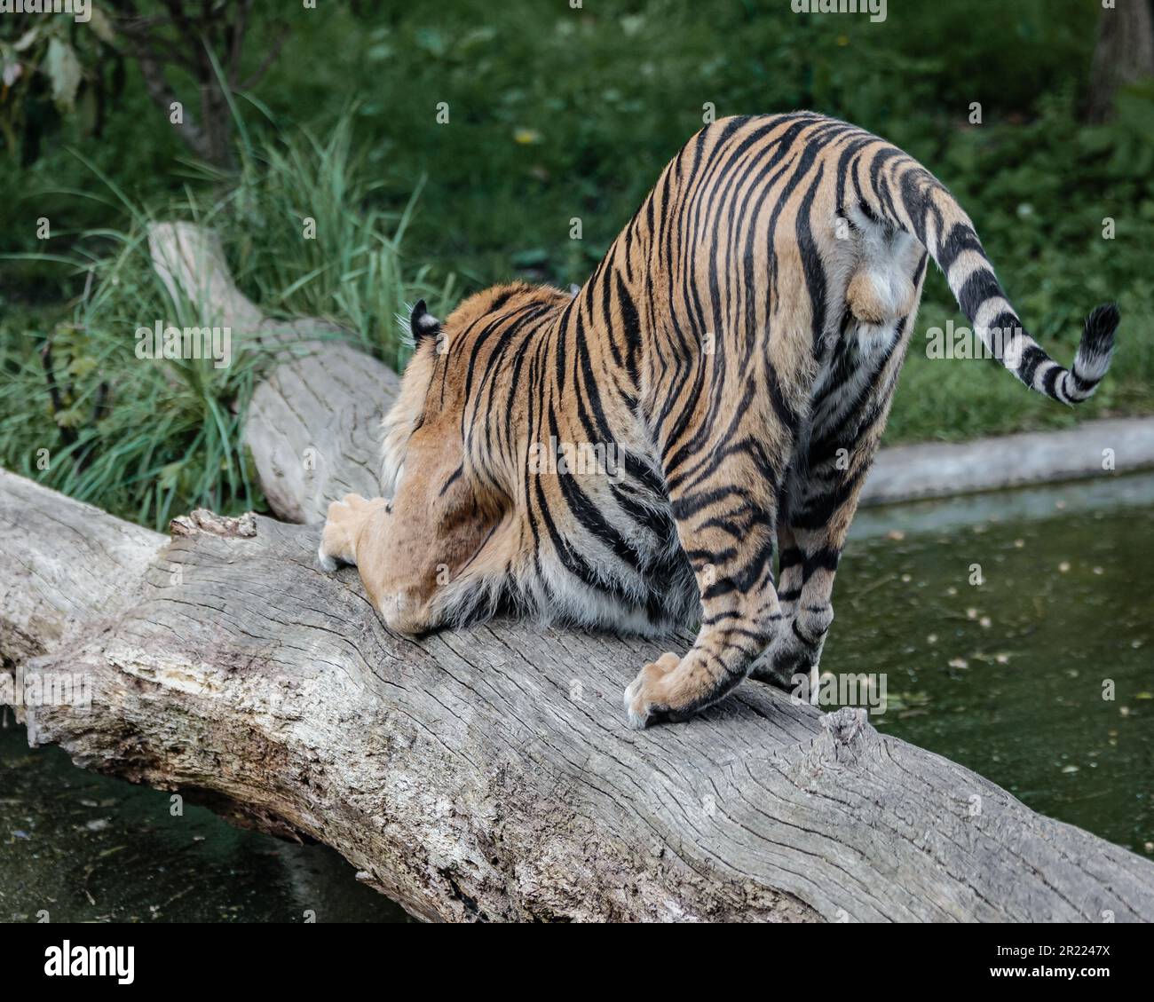A tiger stretches on a fallen tree trunk Stock Photo - Alamy