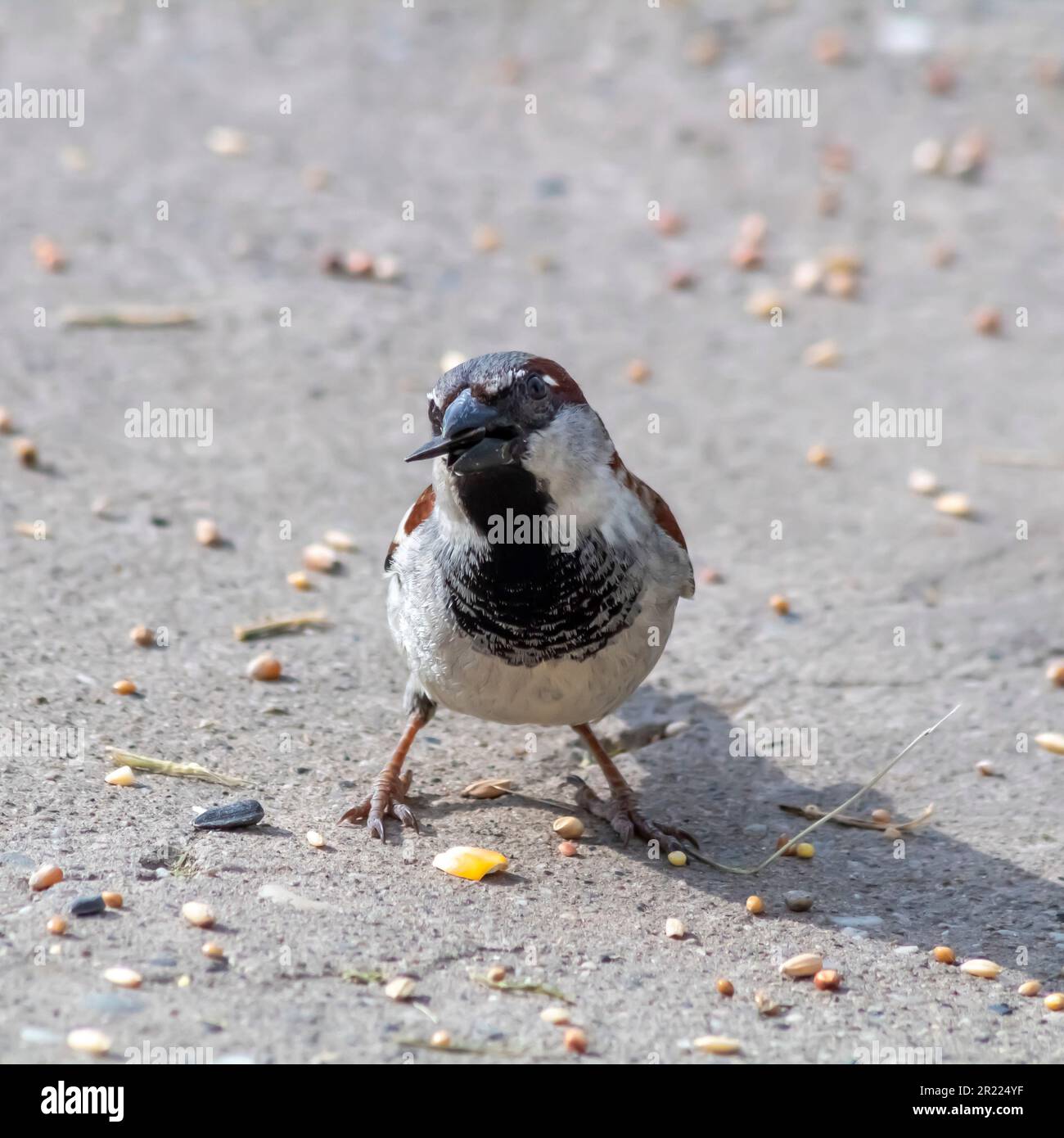 House sparrow with a sunflower seed in its beak Stock Photo - Alamy