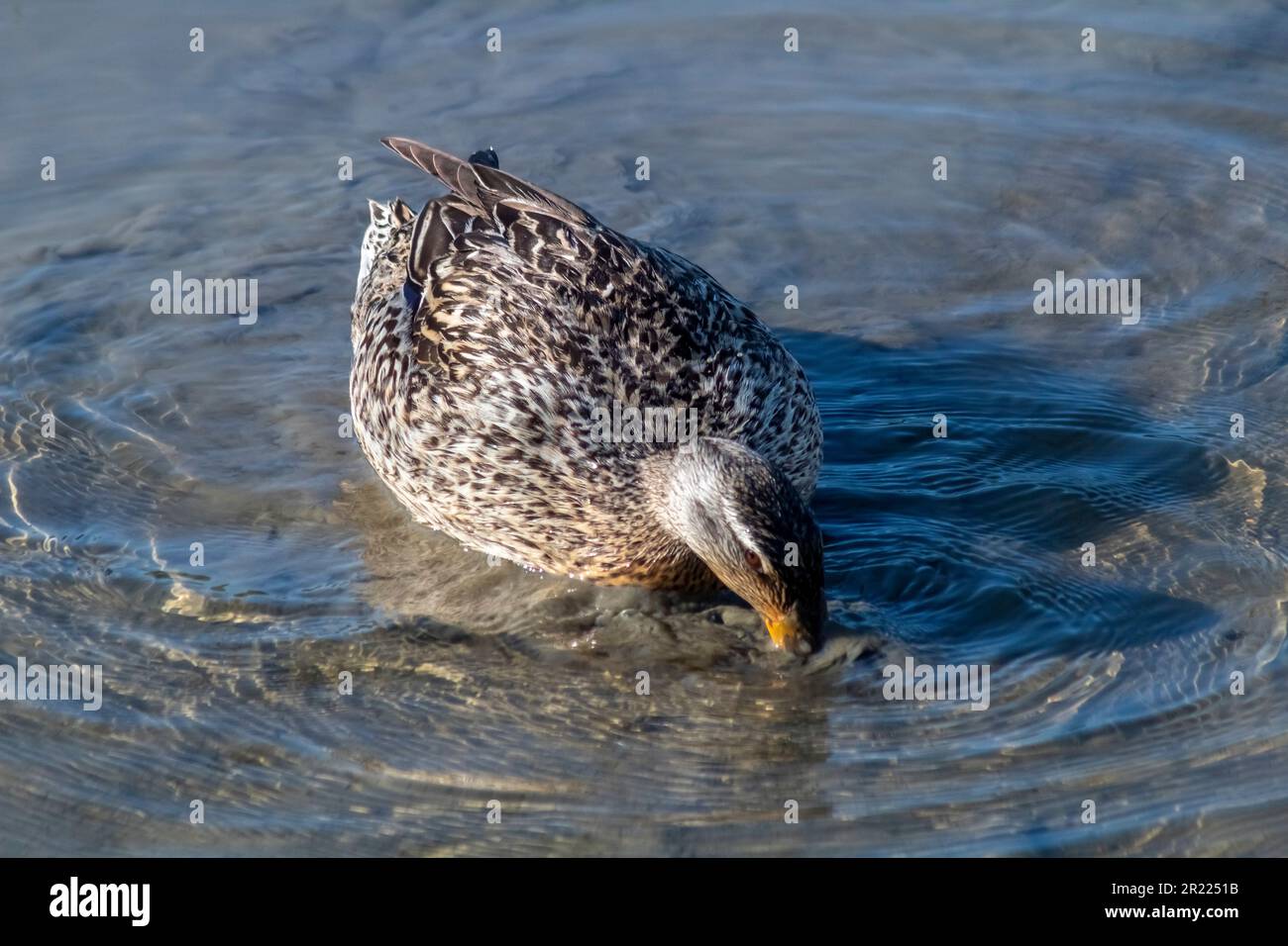 Duck for eating hi-res stock photography and images - Alamy
