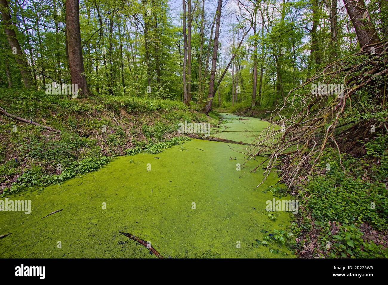 Alluvial forest with oxbow lake, canal pond with the growth of duckweed ...