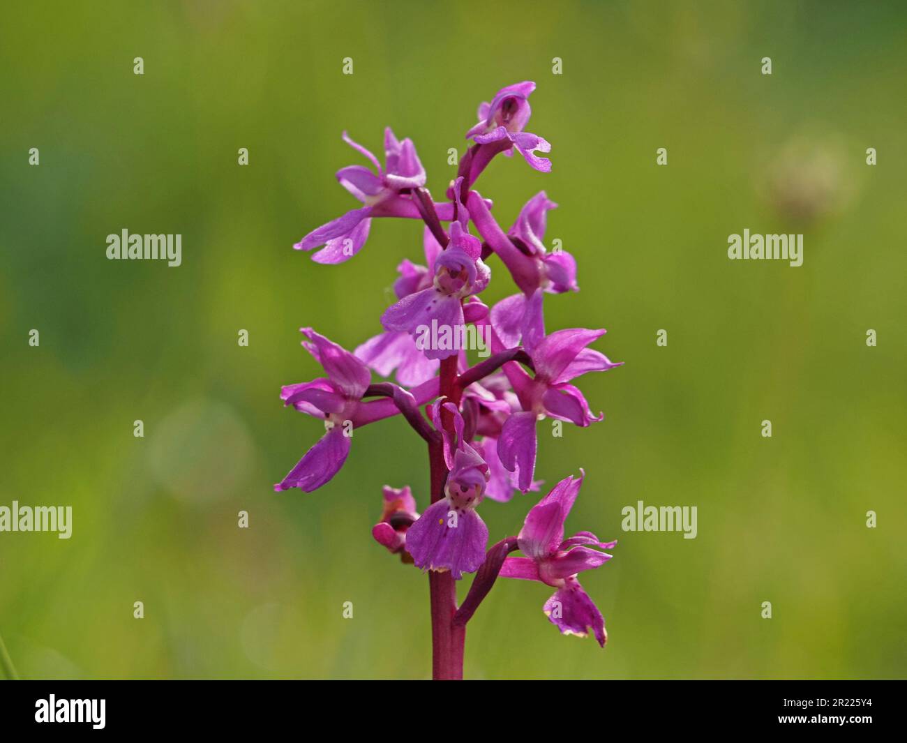 flower spike of Early purple orchid (Orchis mascula) with typical ...