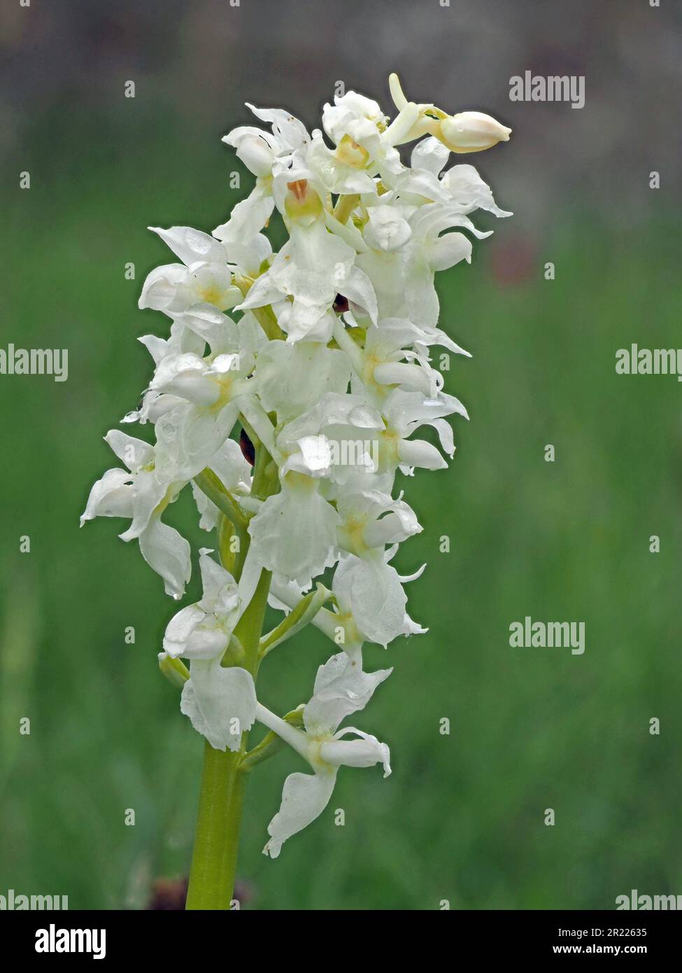White variant flower spike of Early purple orchid (Orchis mascula) with ...