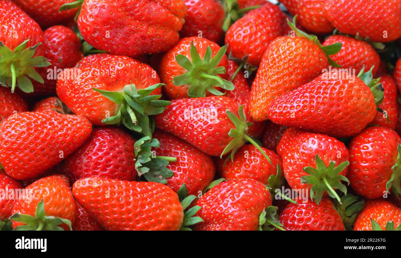 Beautiful large strawberries hi-res stock photography and images - Alamy