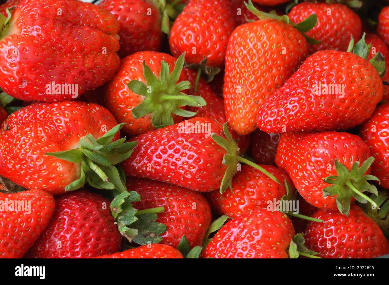 Beautiful large strawberries hi-res stock photography and images - Alamy