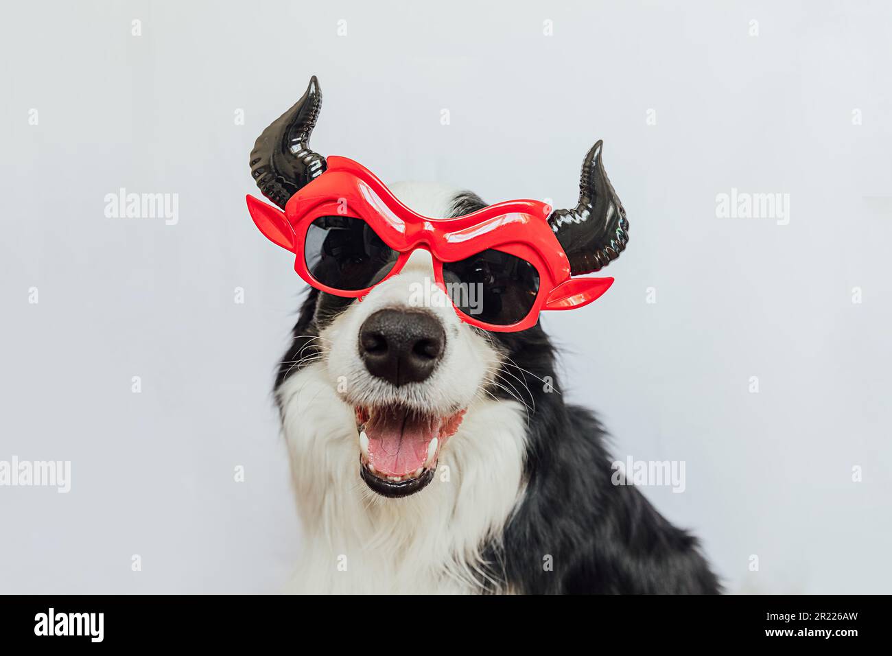 Trick or Treat concept. Funny puppy dog border collie dressed in ...