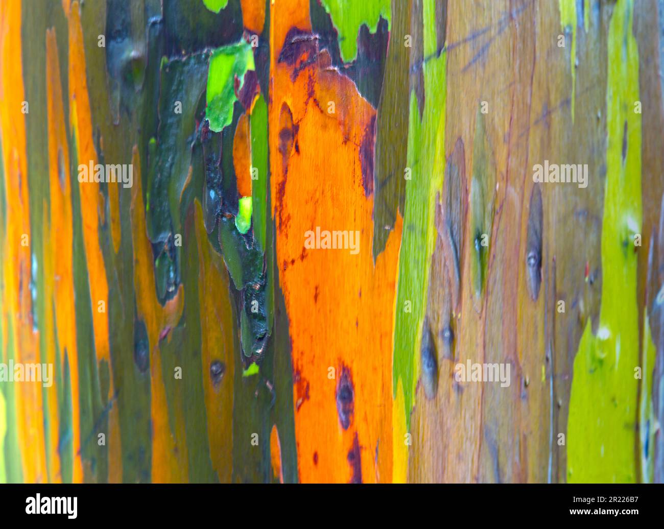 Beautiful natural close up isolated colors of the bark of a Rainbow ...