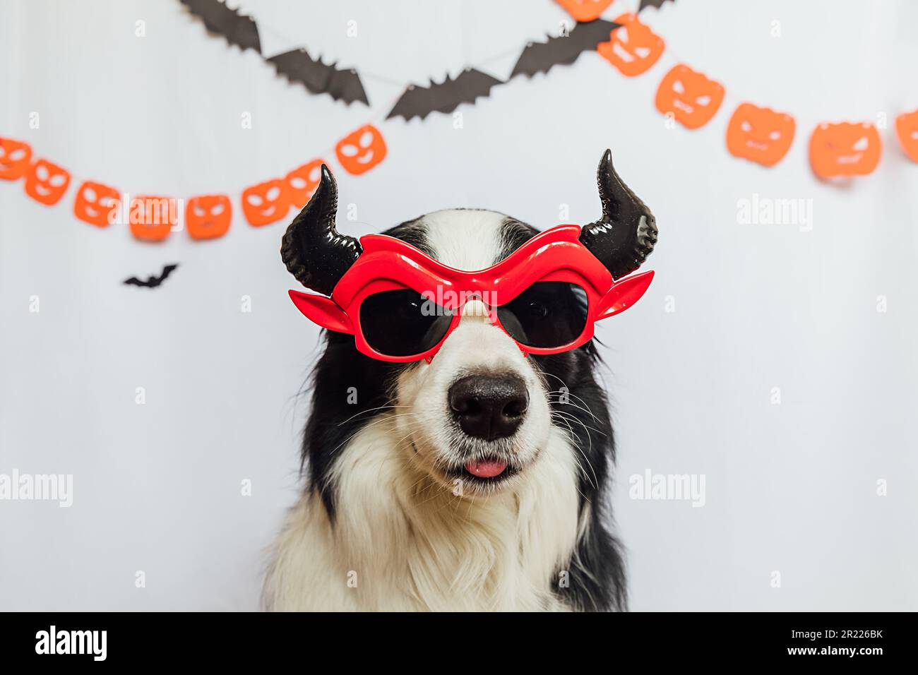 Trick or Treat concept. Funny puppy dog border collie dressed in ...
