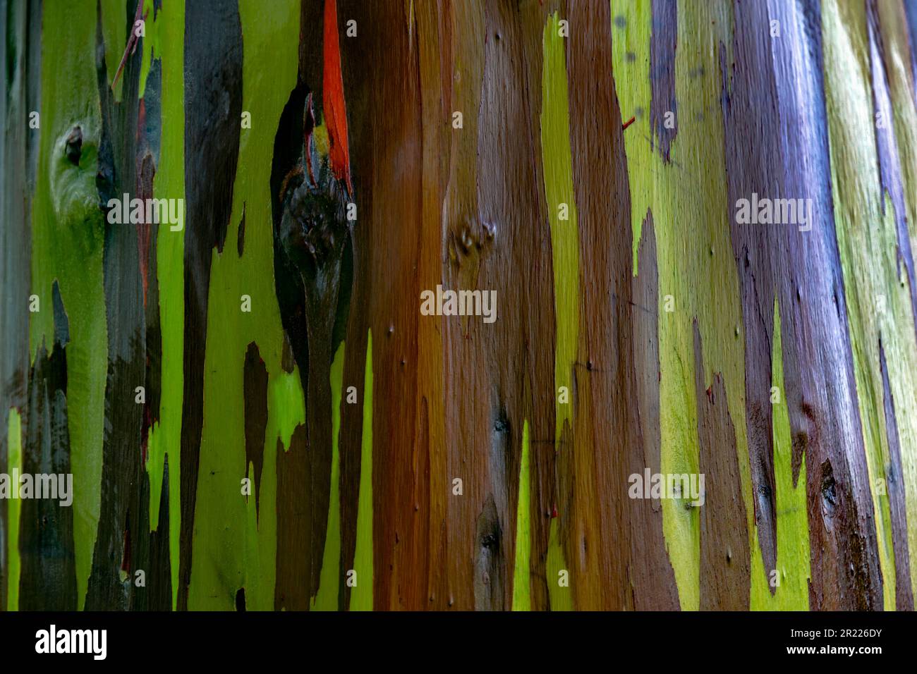 Beautiful natural close up isolated colors of the bark of a Rainbow ...