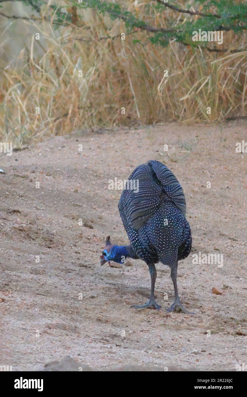 Helmeted guineafowl in namibia hi-res stock photography and images - Alamy