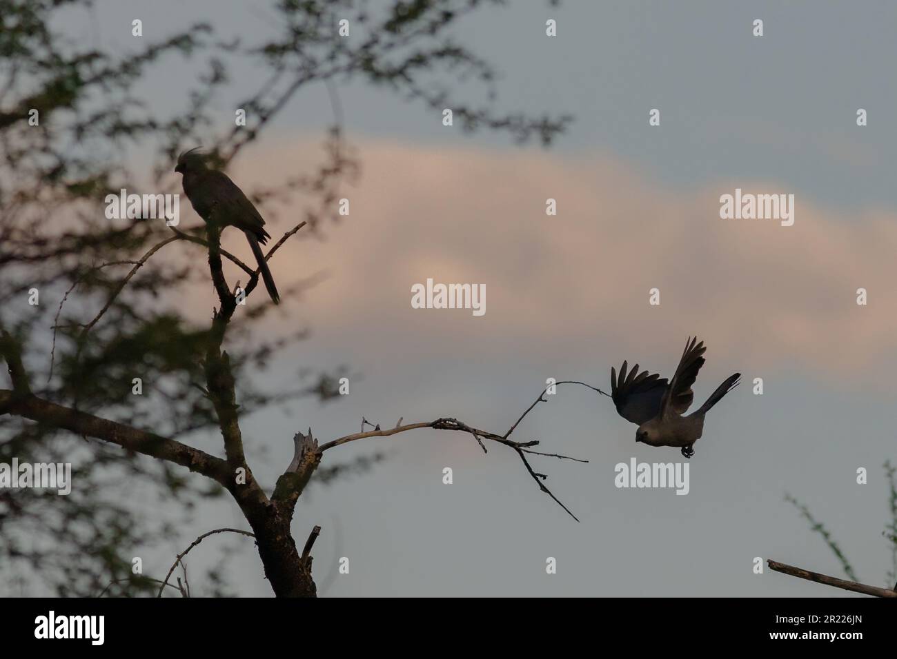 gray lourie flies to another perching gray lourie Stock Photo - Alamy