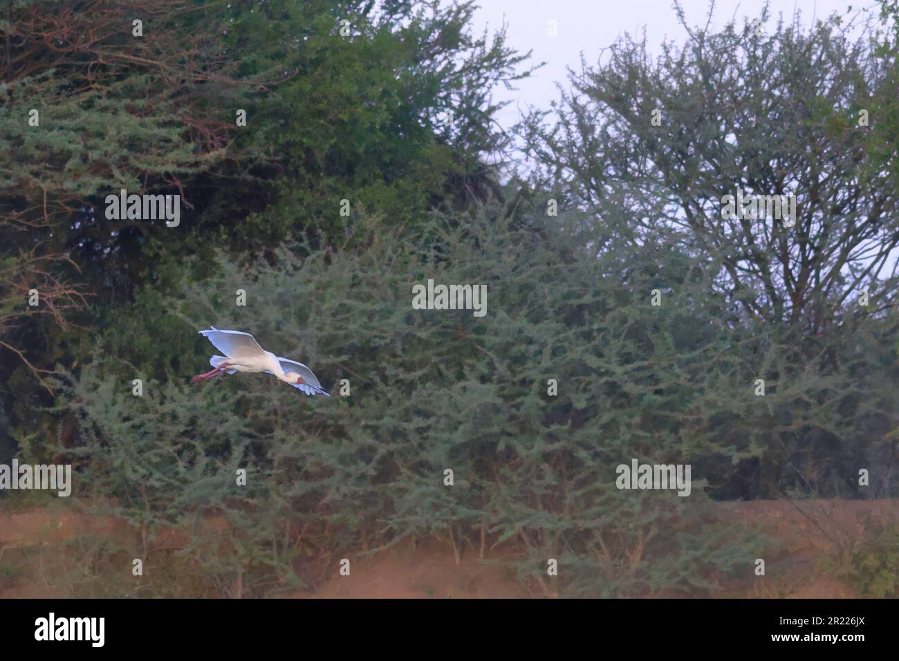 Flying through trees in forest hi-res stock photography and images - Alamy