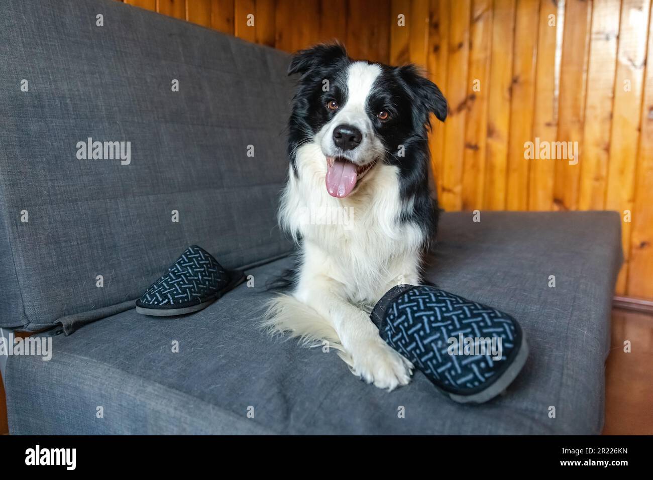 Naughty playful puppy dog border collie after mischief biting slipper ...