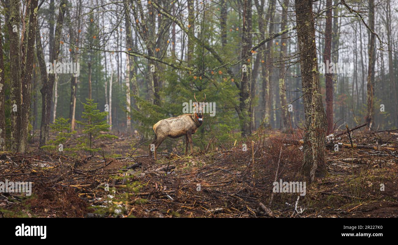 Young male elk in the Clam Lake area of northern Wisconsin Stock Photo ...