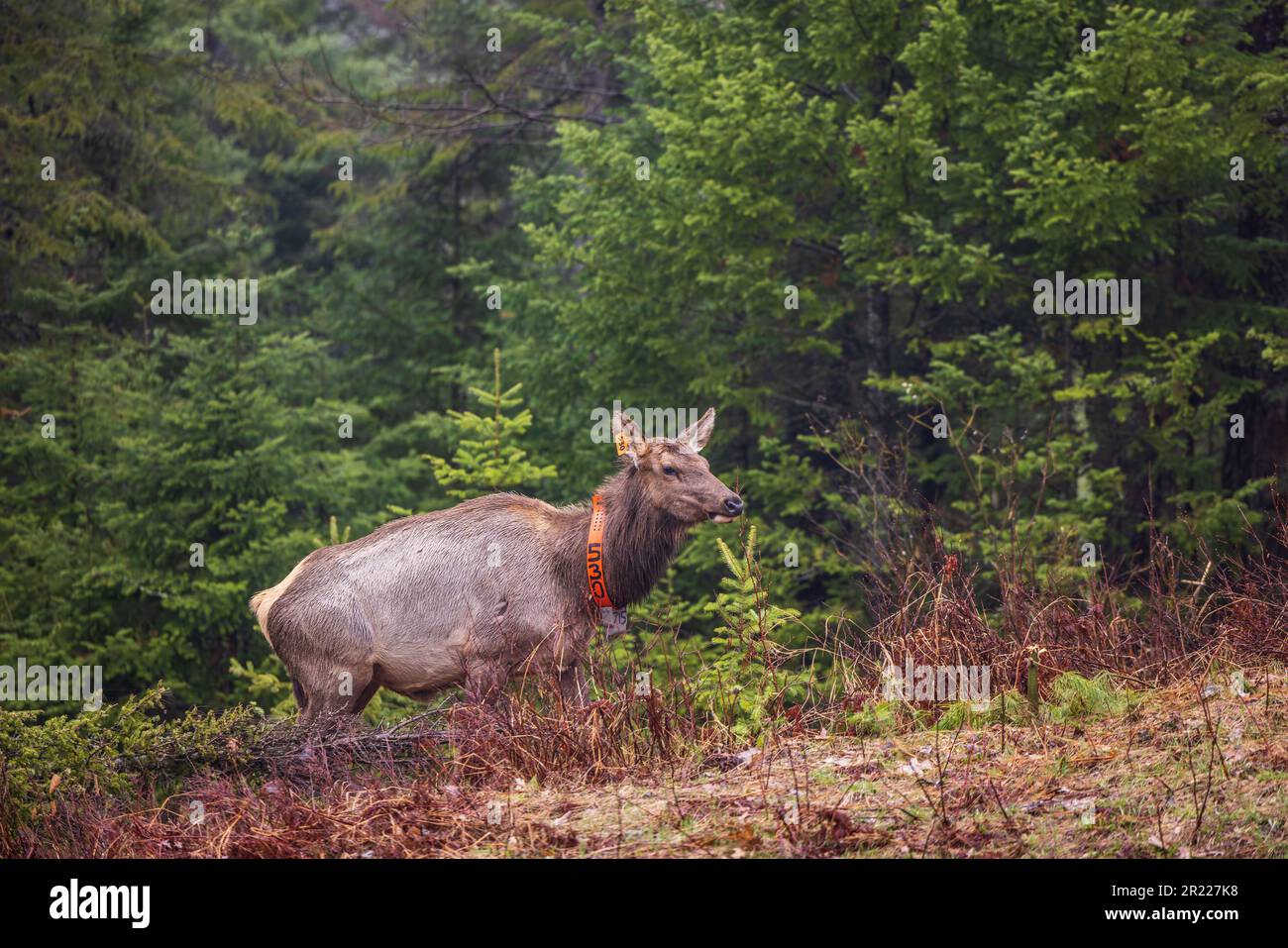 Cow elk in the Clam Lake area in northern Wisconsin Stock Photo - Alamy