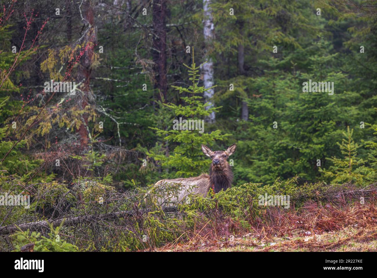 Cow elk in the Clam Lake area in northern Wisconsin Stock Photo - Alamy